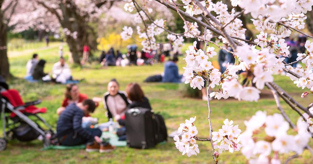 Hanami Experience: Japanese Cherry Blossom Viewing - ANA